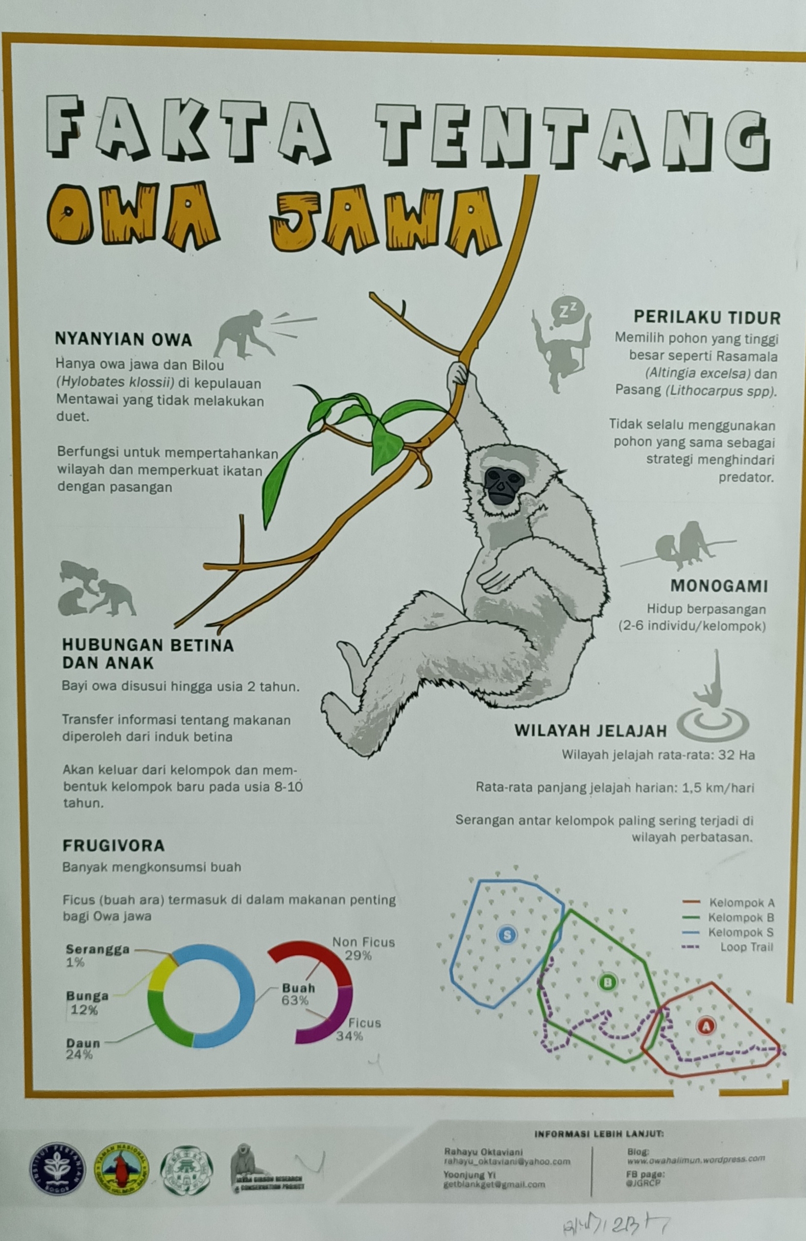 Hari Owa Sedunia: Mengenal Owa Jawa dan Habitatnya – KIARA Indonesia